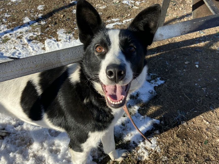 Собака в добрые руки