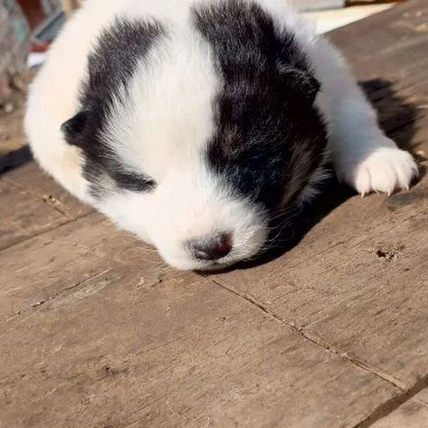 Сибирский хаски, щенок