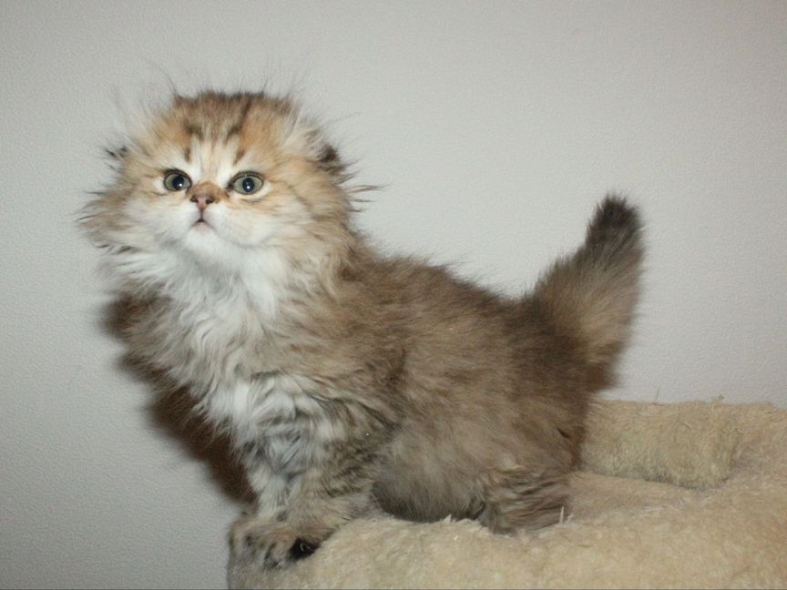 Шотландская золотая девочка