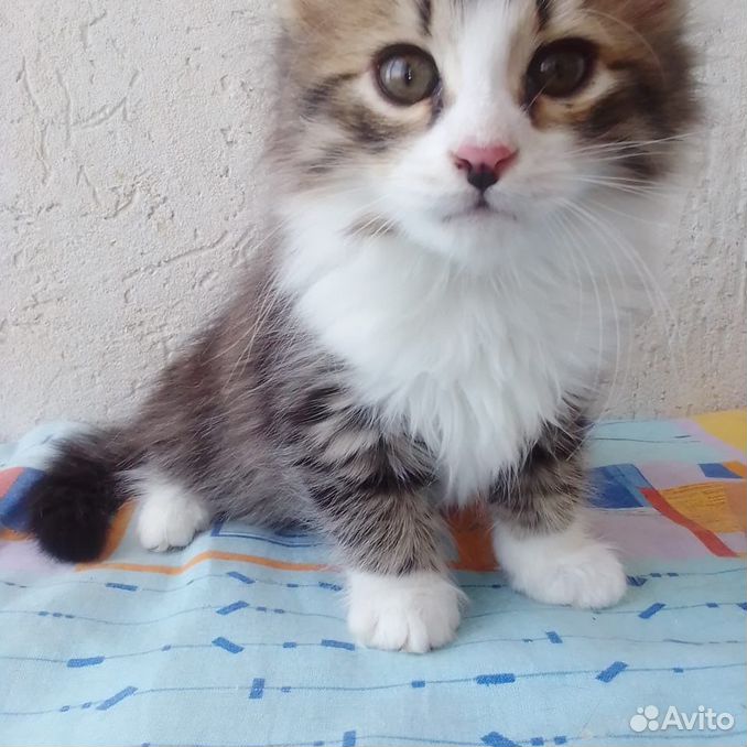 Котенок с родинкой на носу ищет мам и пап