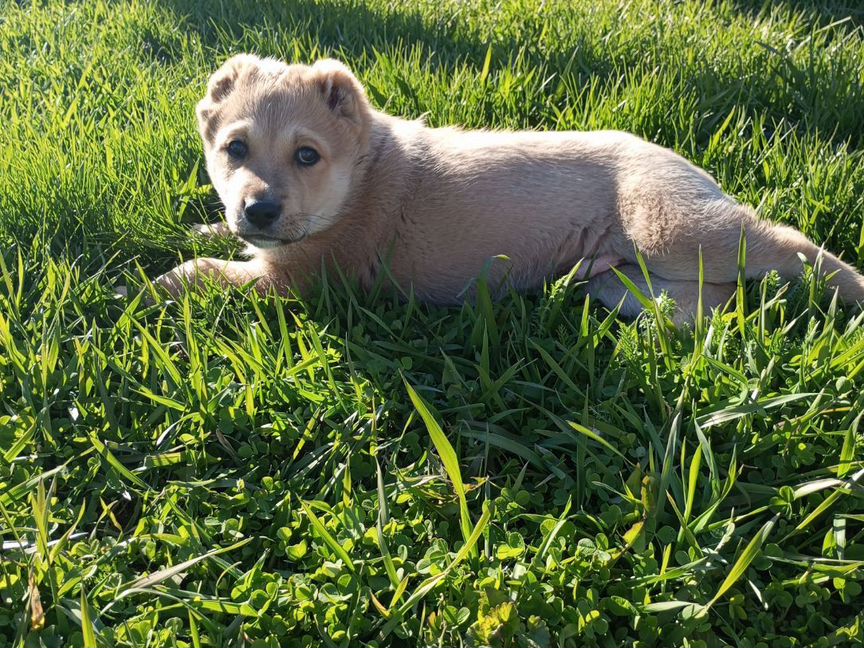 Собака в добрые руки алабай