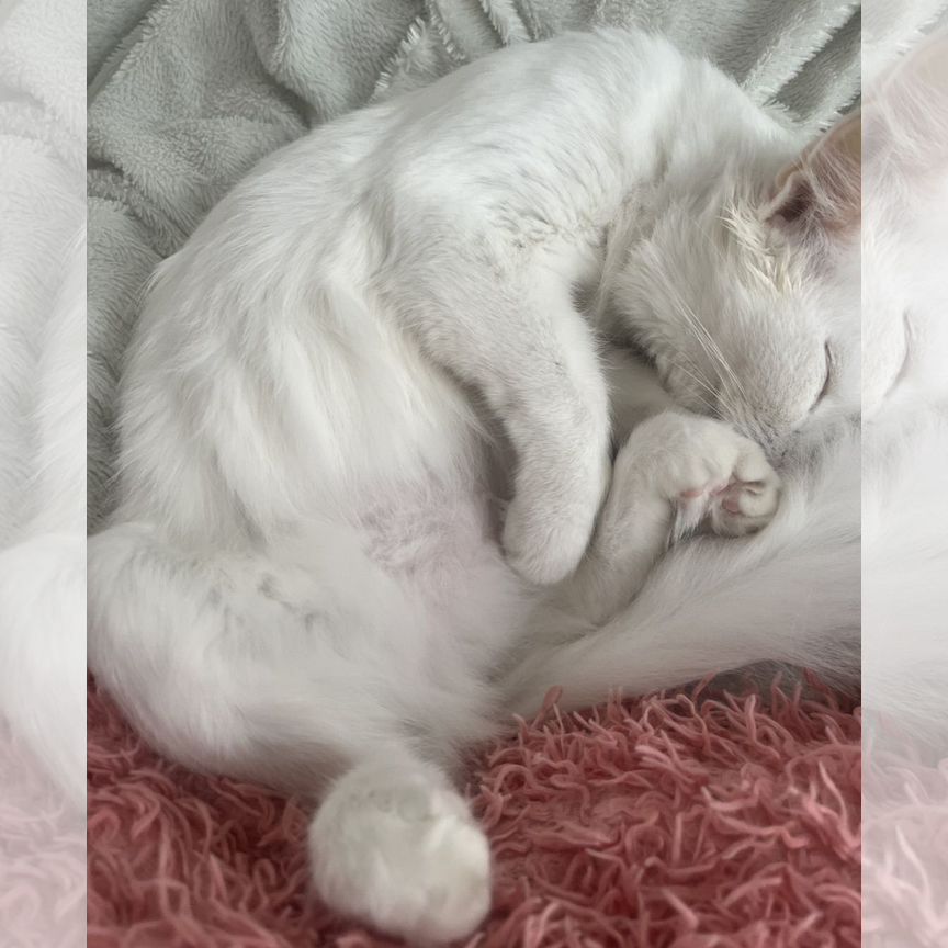 Взрослая кошка в добрые руки