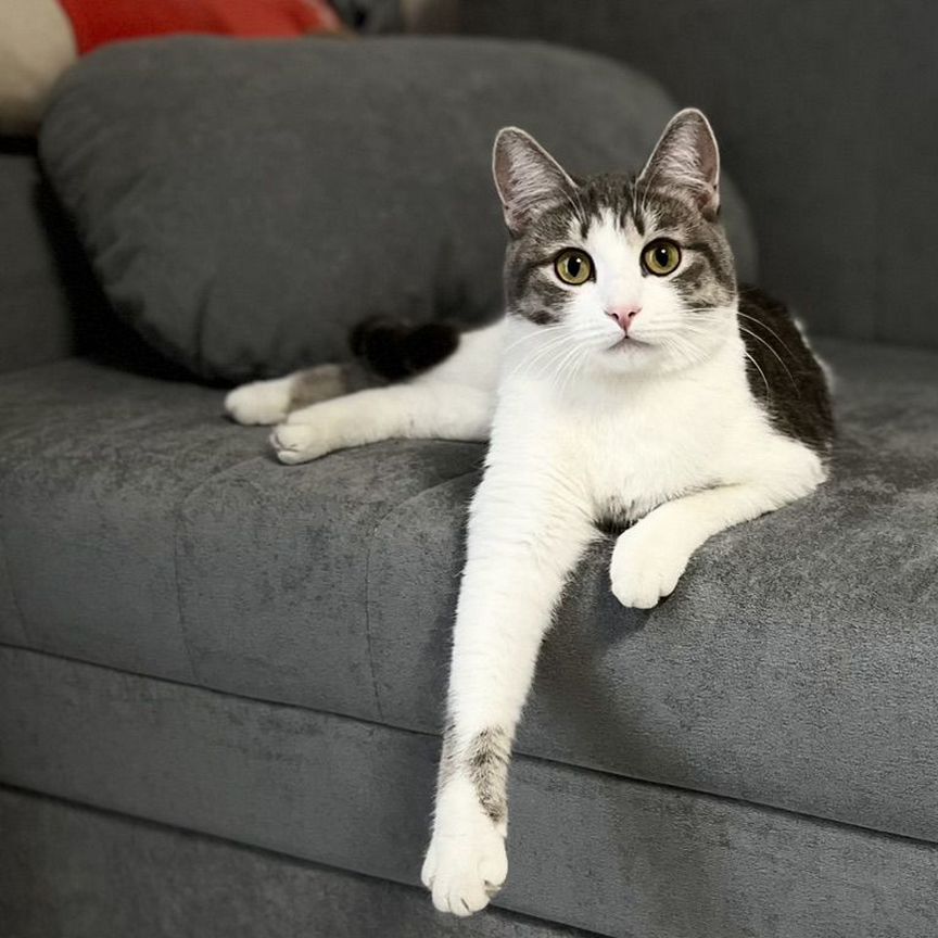 Взрослая, кошка в добрые руки