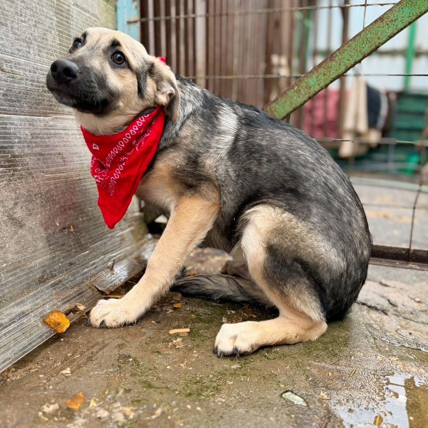 Щенок Милаш спасите из приюта