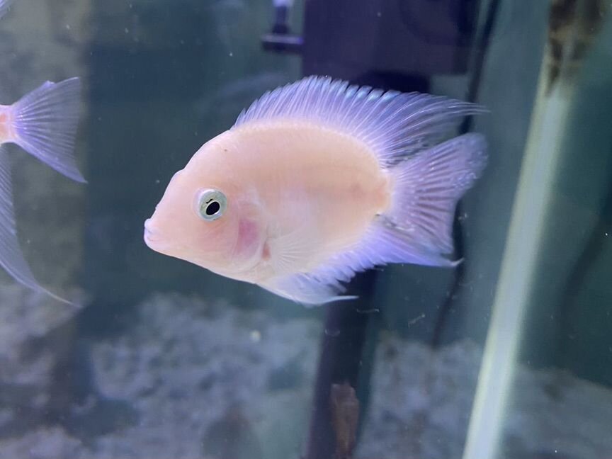 Рыбка цихлида