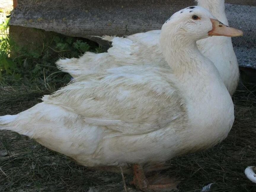 Куры и утки