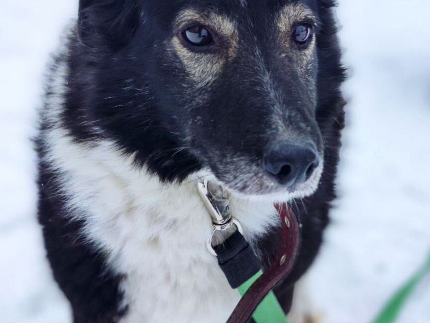 Собака помесь Лайки в добрые руки