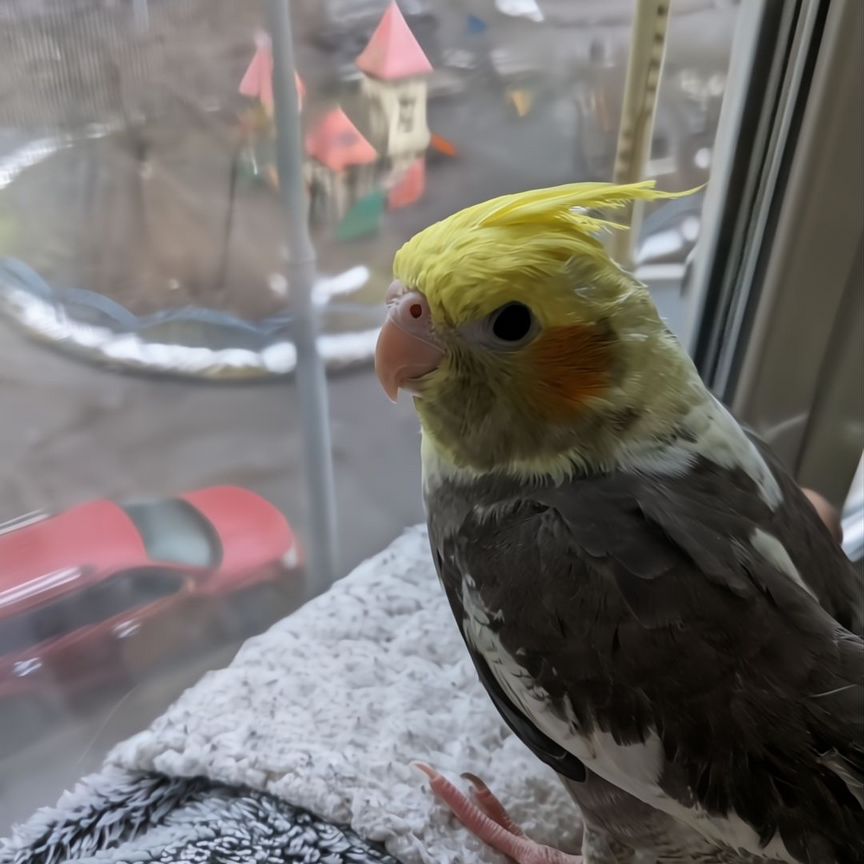 Попугай корелла птенец ручной