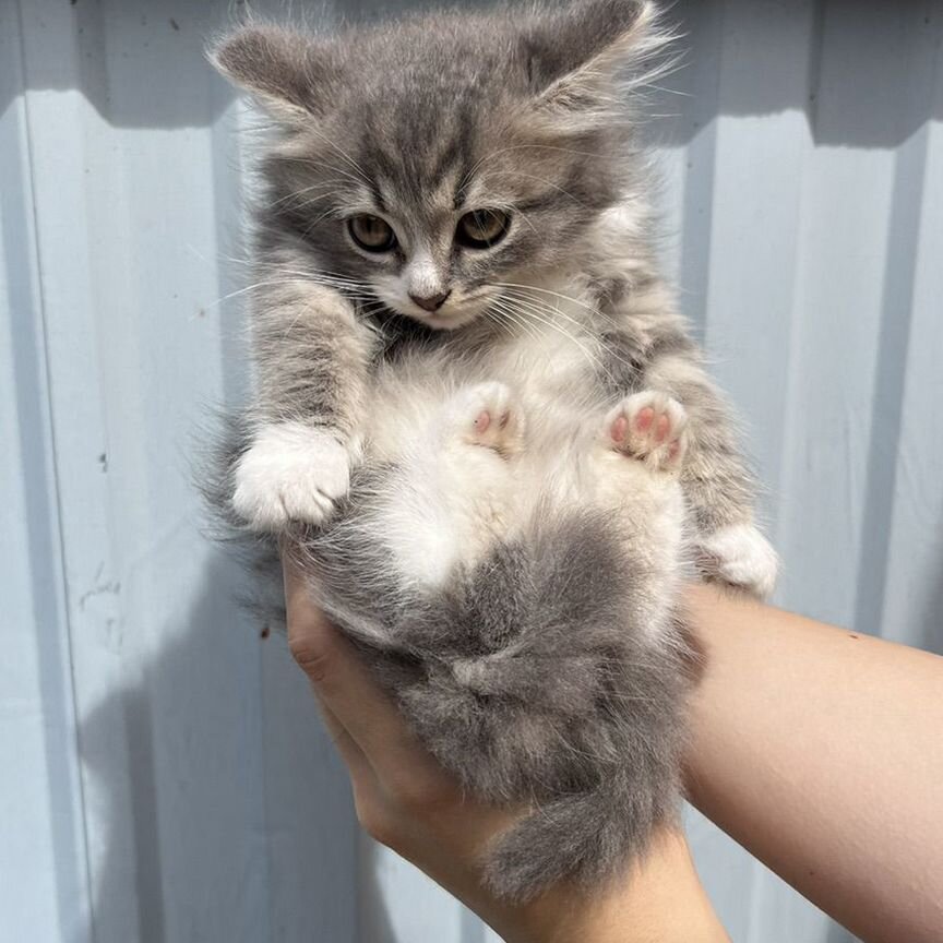 Котята