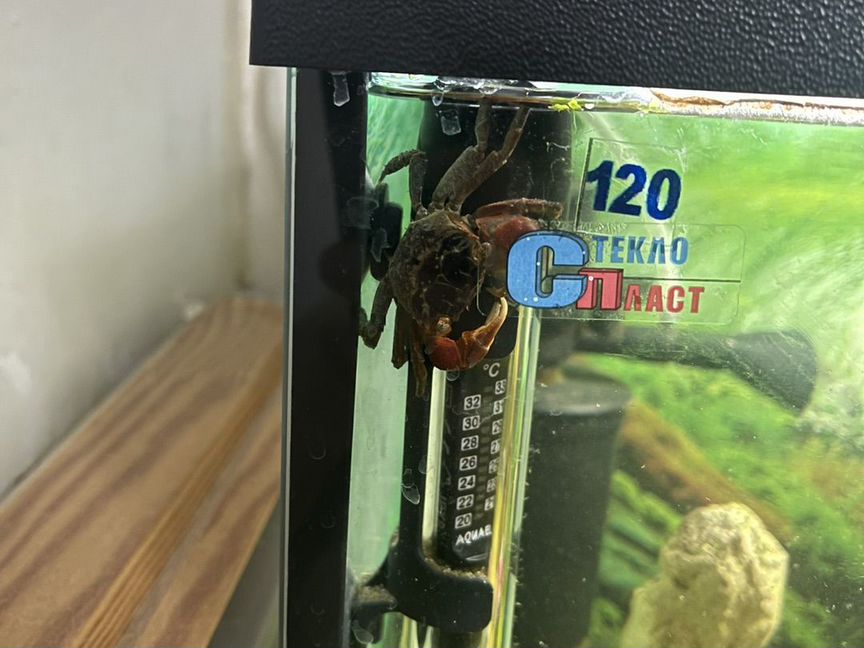 Аквариумные пресноводные Крабы