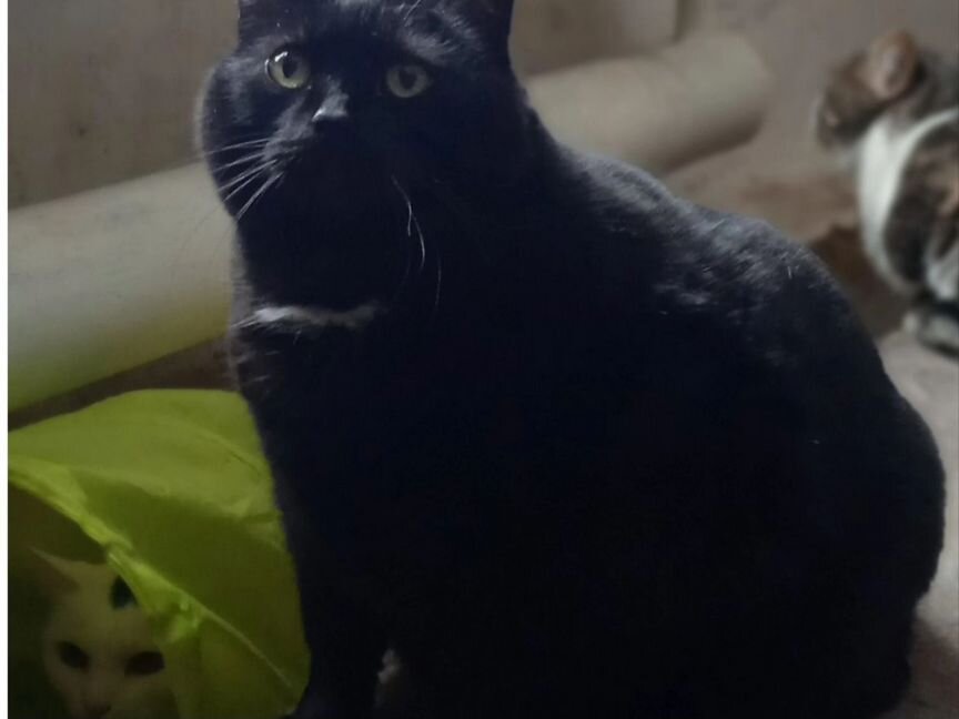 8 кг счастья