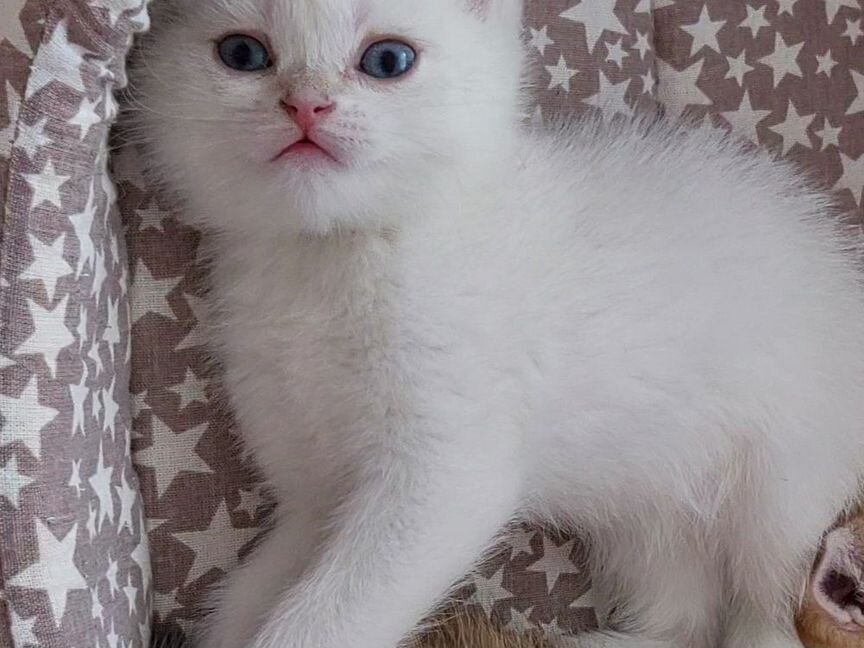 Котенок шотландский прямоухий