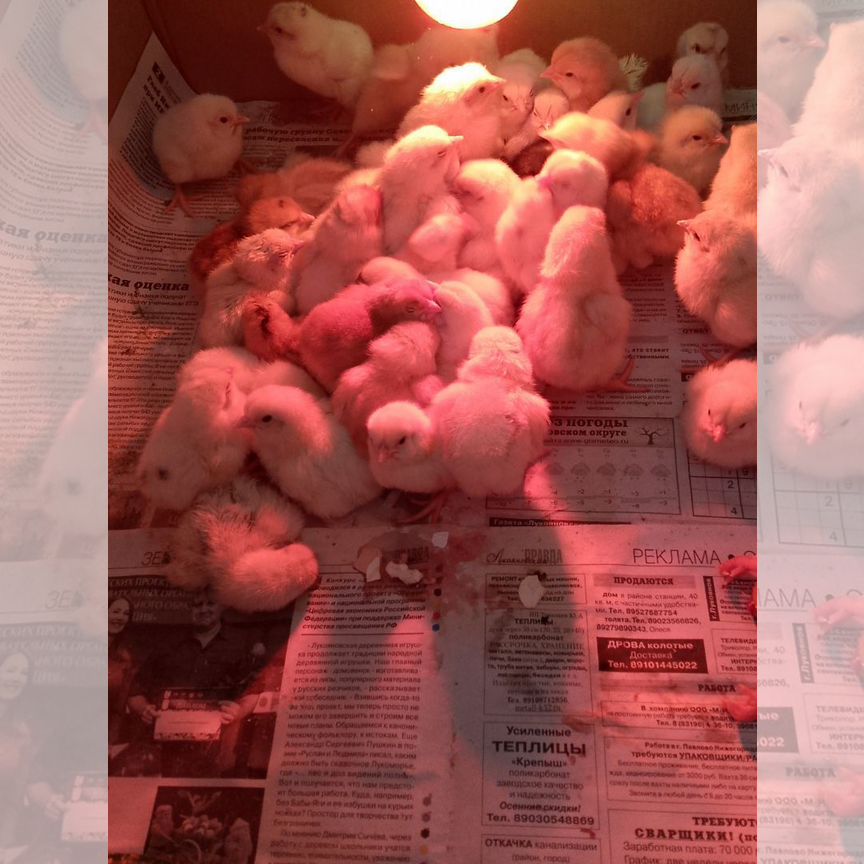 Циплята от кур несушек