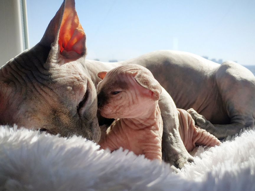 Бамбино (двэльф страйт)