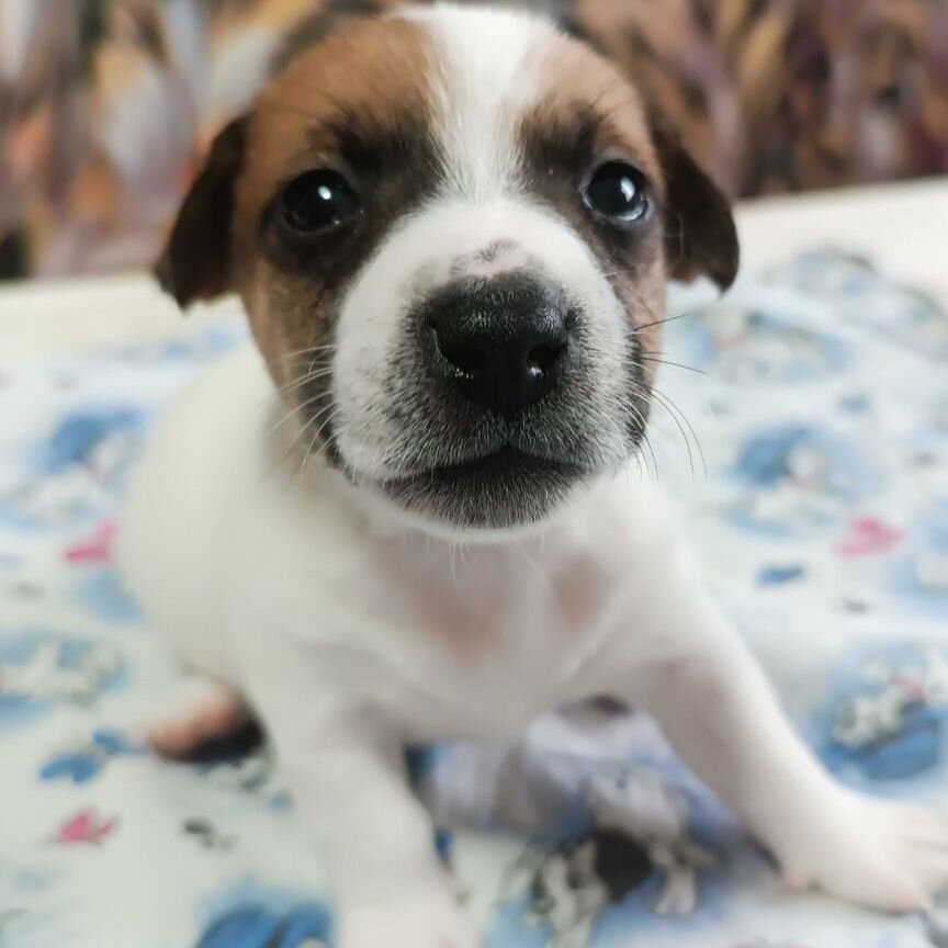 Щенки джек рассел терьер гладкошерстный