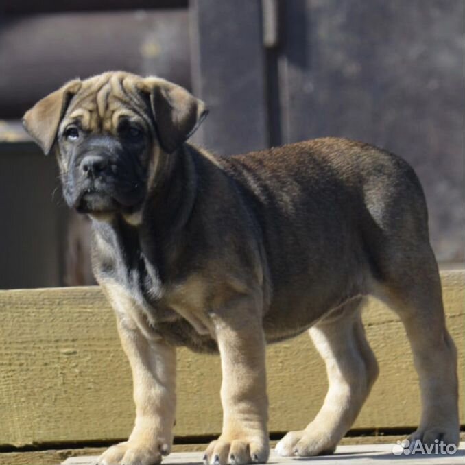 Ка де бо(алиментная девочка)