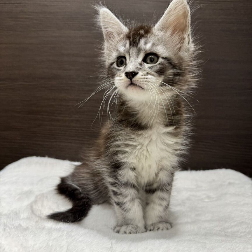Котенок Мейн кун