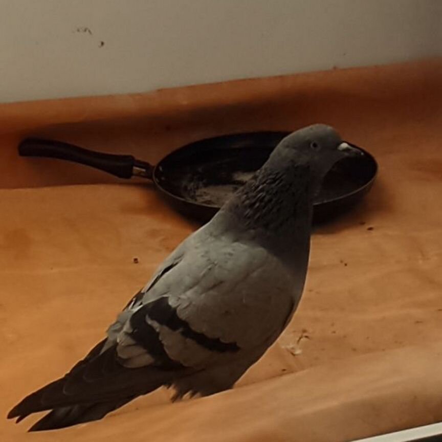 Голубь серый, живой