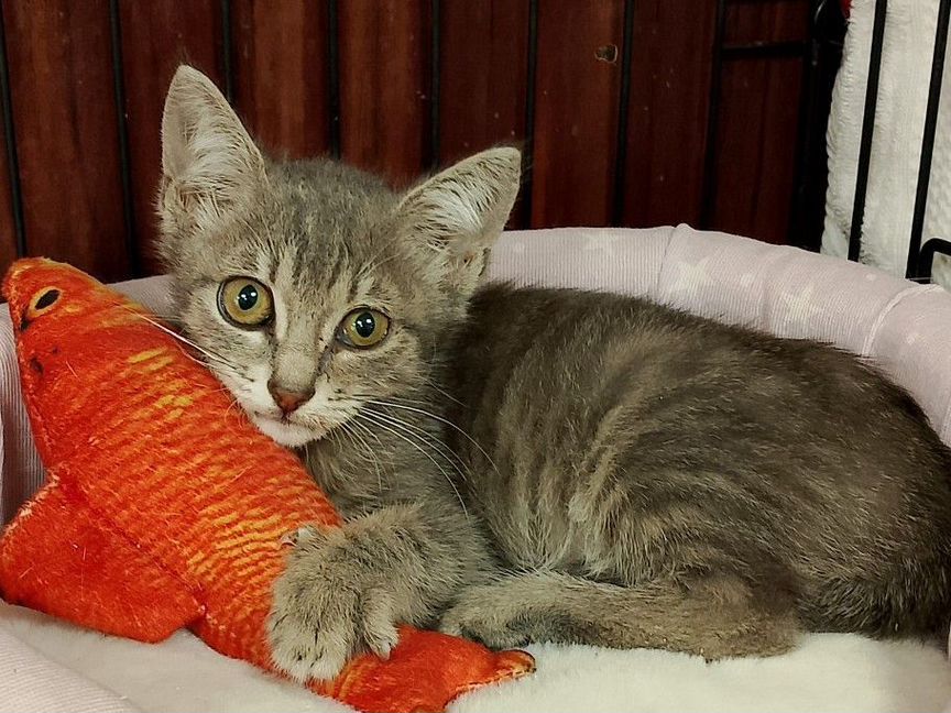 Котёнку негде жить
