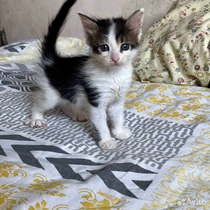 Котенок девочка Милка в дар 1,5 мес