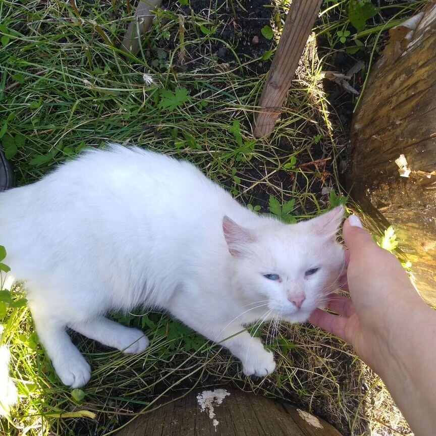 Котенок в добрые руки