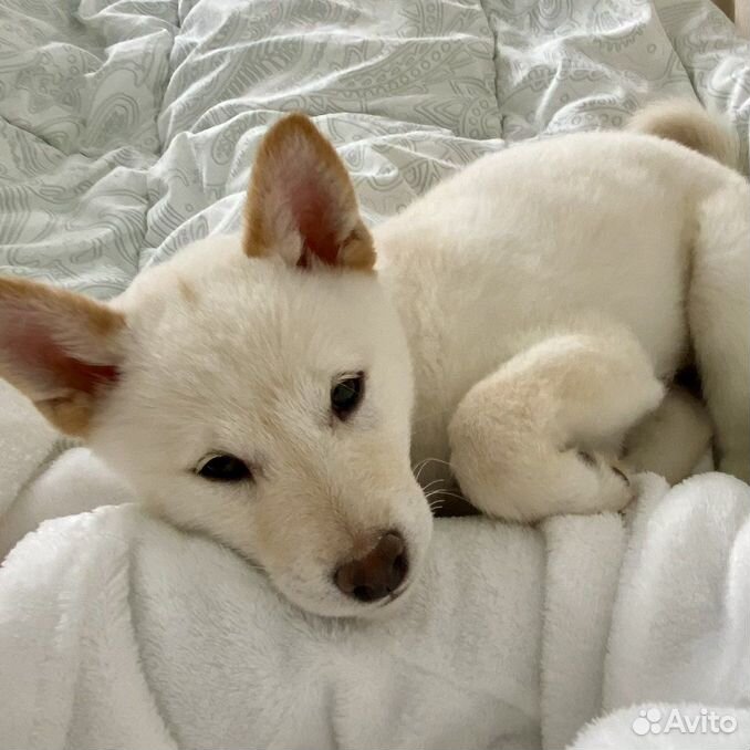 Сиба шиба ину щенок