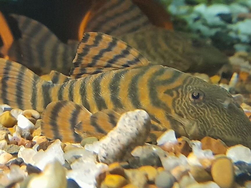 Номерные сомы L397 Красная зебра мальки