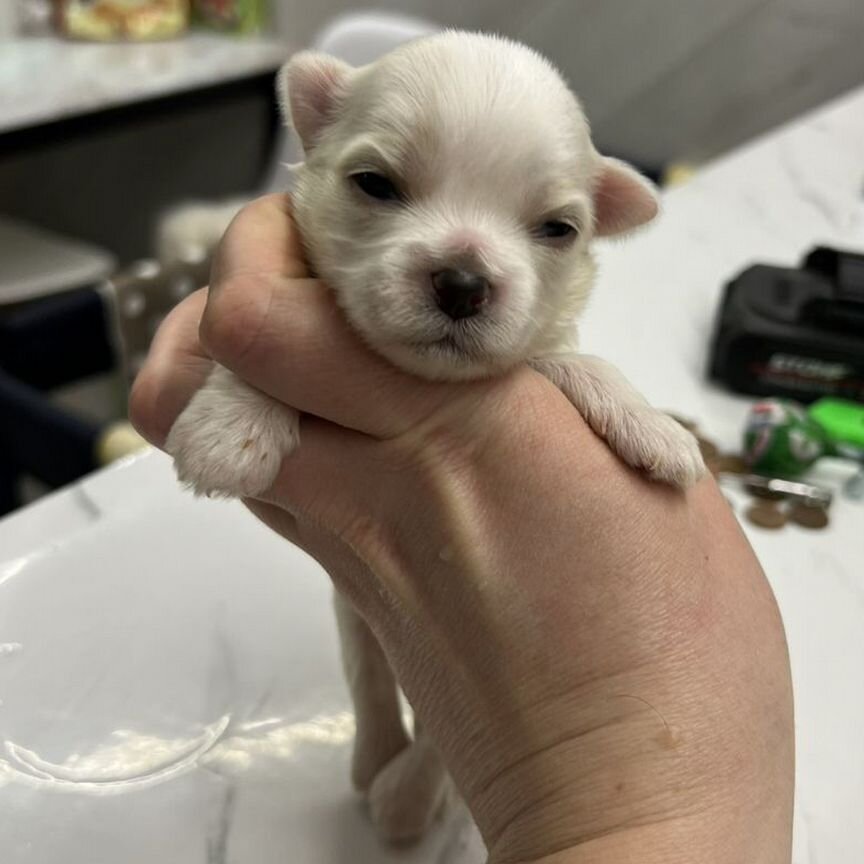 Мальтийская болонка, щенок