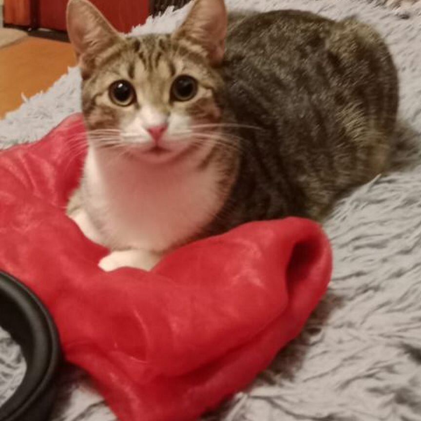 Маленькая булочка ищет дом