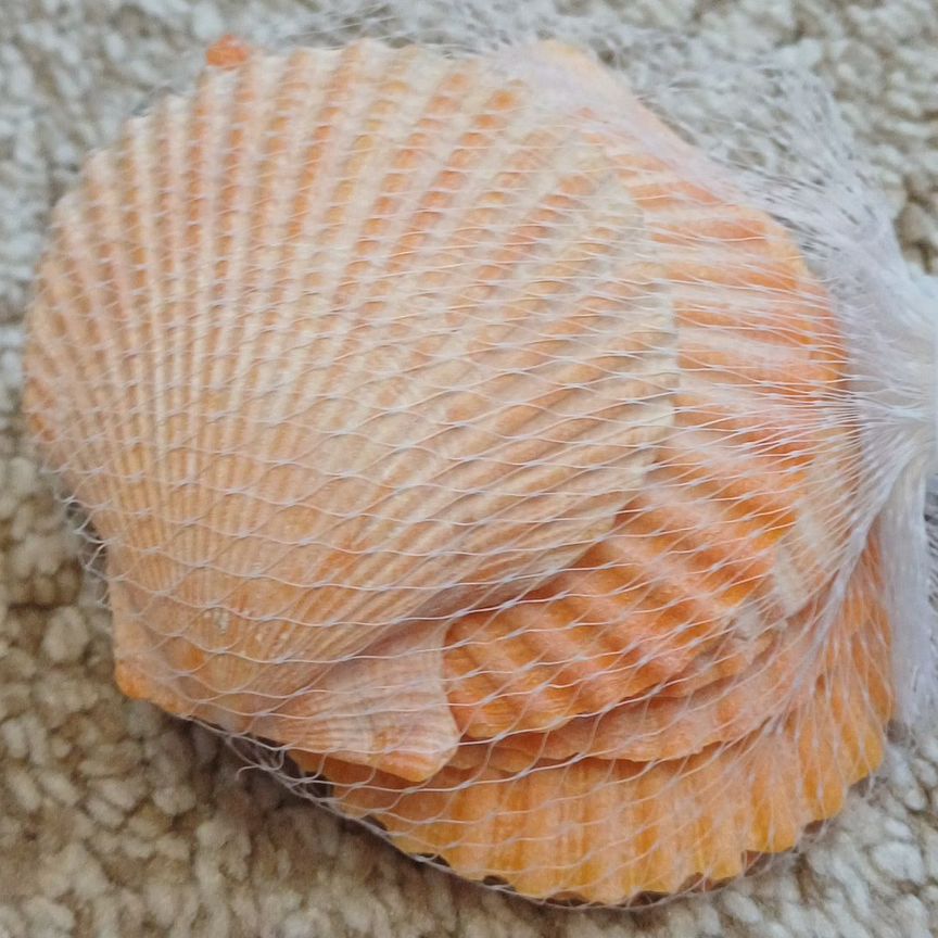Морские ракушки