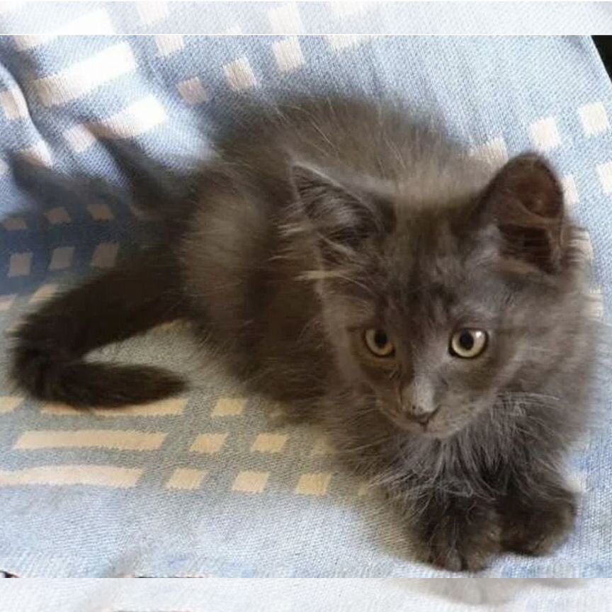 Котёнок в добрые руки