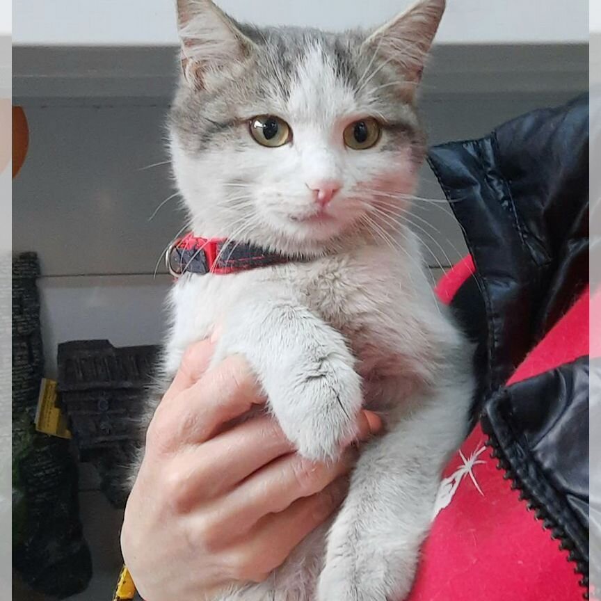 Взрослая, кошка в добрые руки