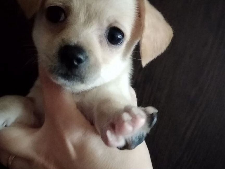 Домашние животные комнатнаямаленькая соба щенок