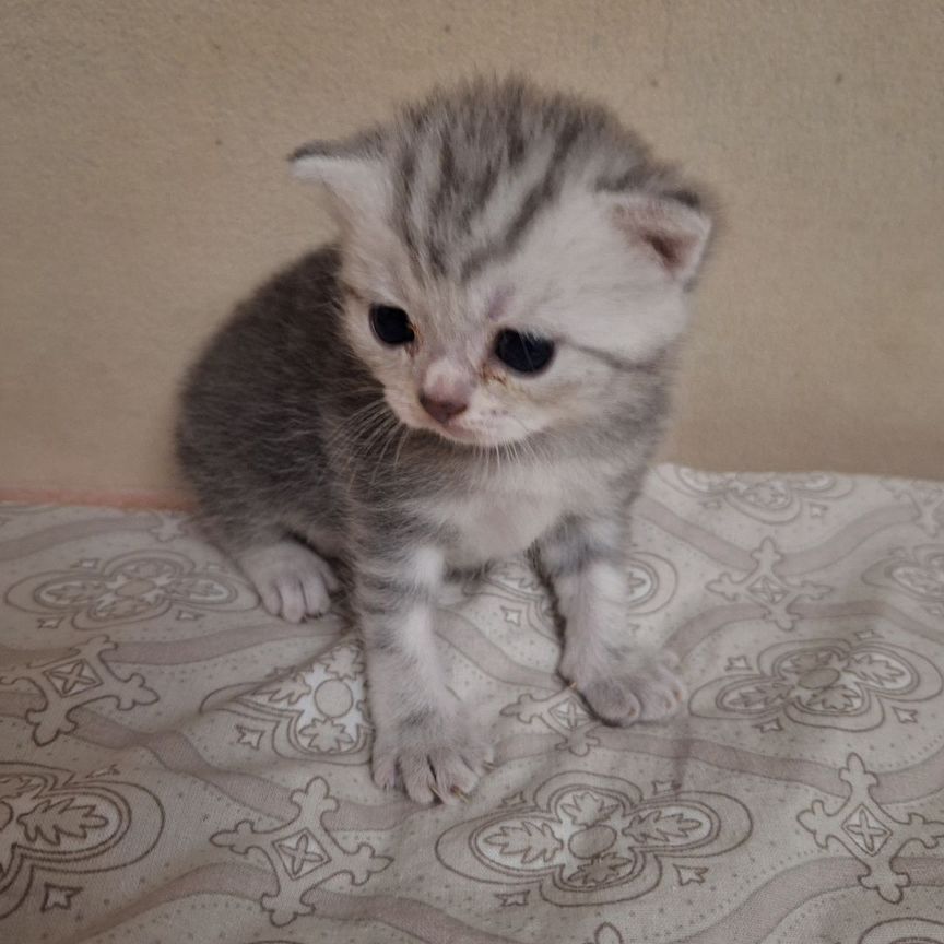 Британские котята