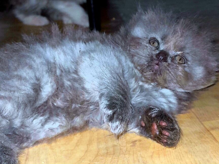 Эксклюзивные малыши