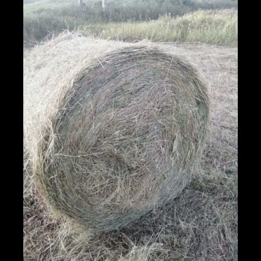 Сено в рулонах
