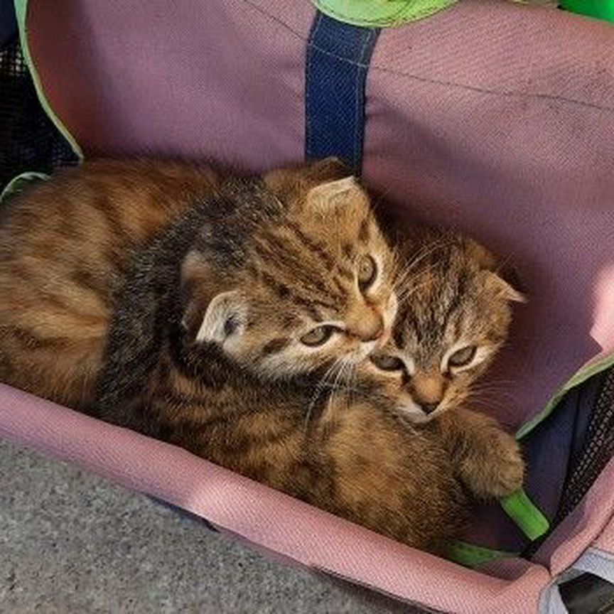 Кошечки в добрые руки