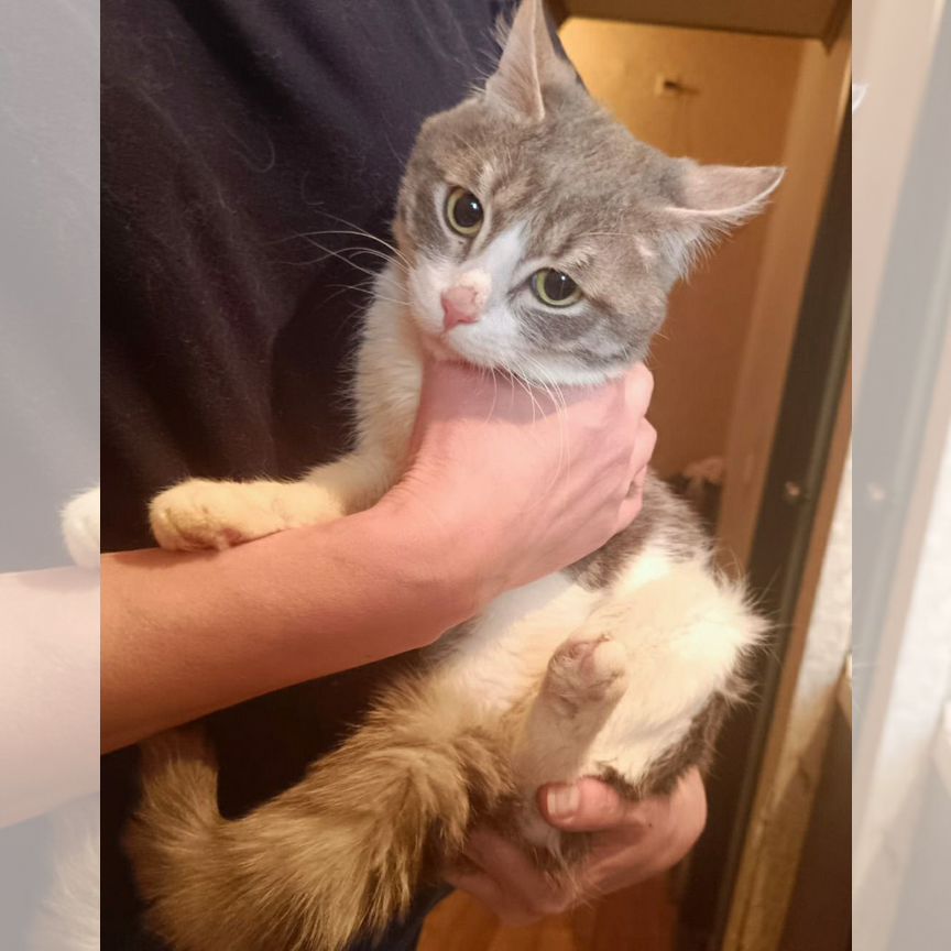 Юный котик Тима в поисках доброго сердца