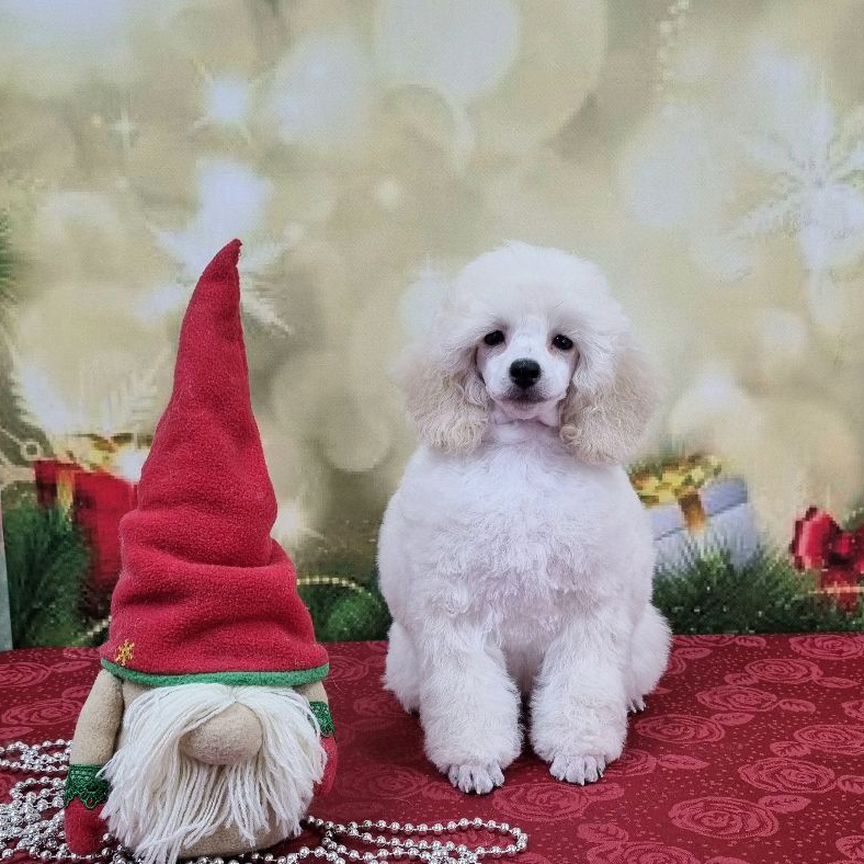 Карликовый пудель, щенок