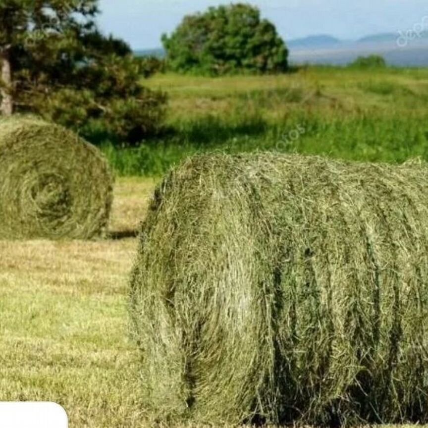 Продам сено в рулонах