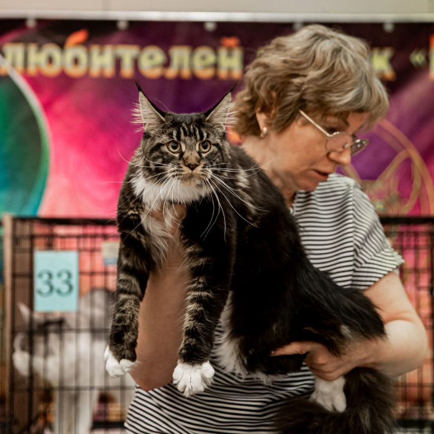 Кошечка Мейн-кун