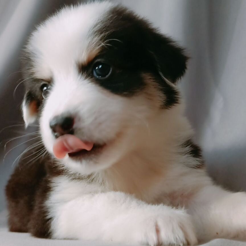 Австралийская овчарка, щенок