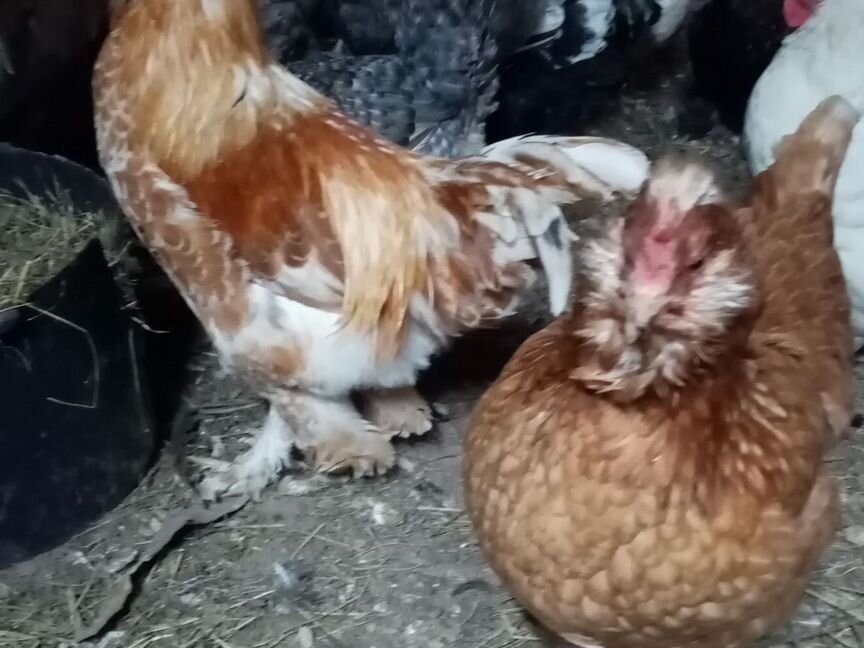 Петушок и курочка