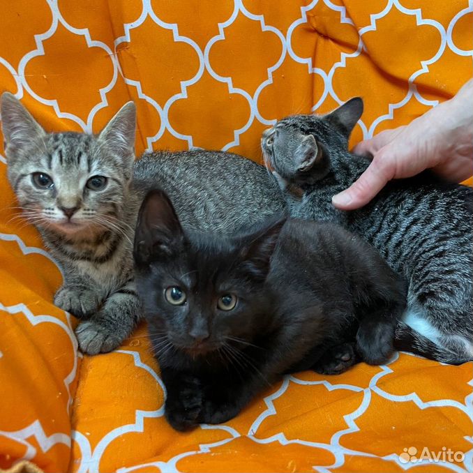 Три ласковых котенка 2 мес в дар