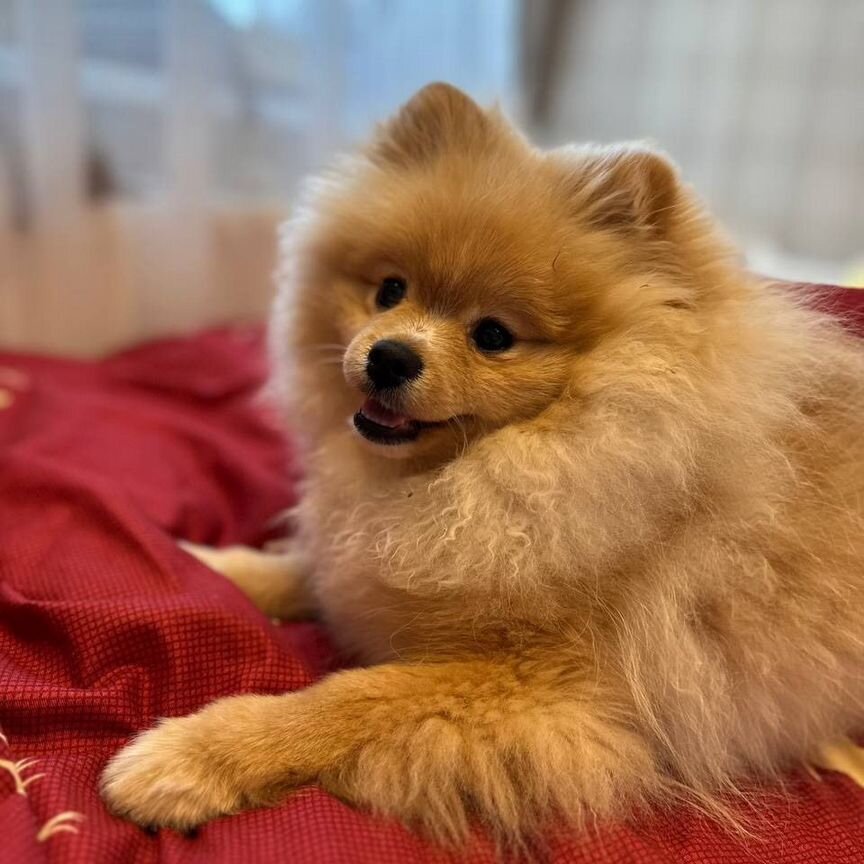 Померанский шпиц