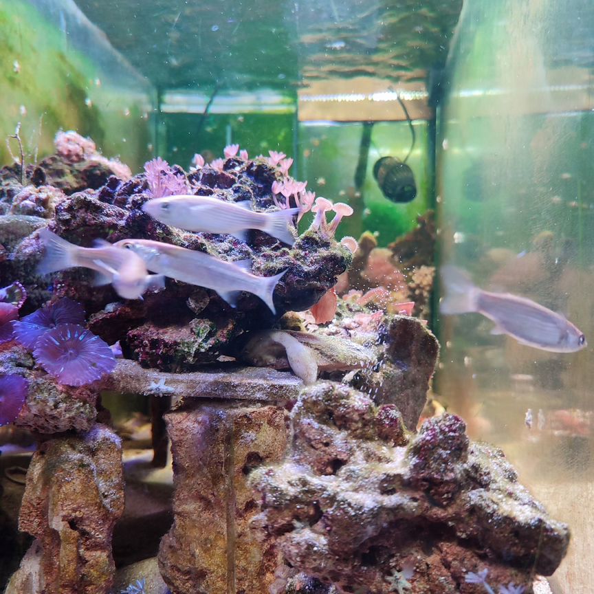 Морские рыбки