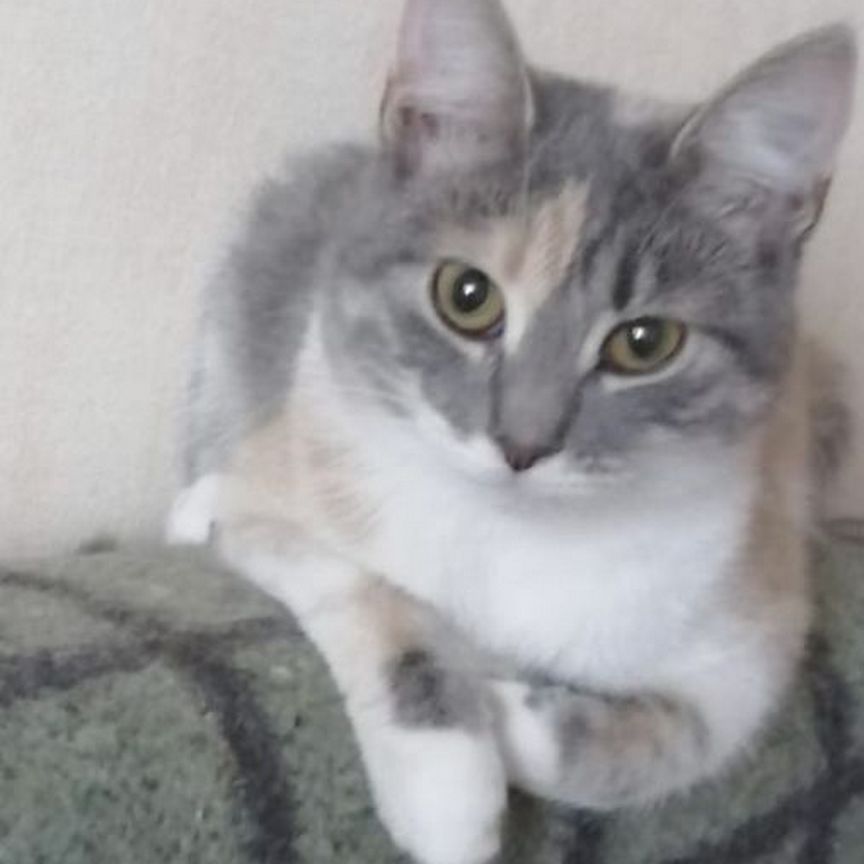 Котенок девочка в добрые руки