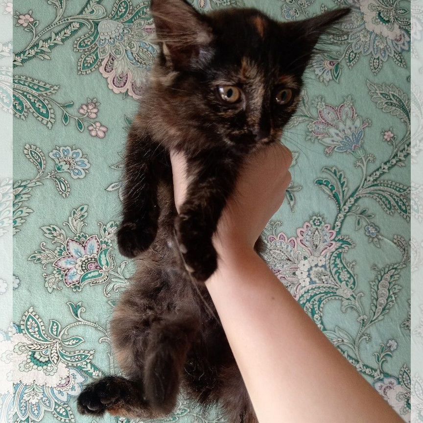 Красивая кошечка (2 месяца) в добрые руки