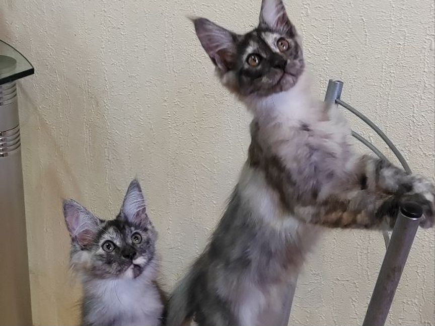Котята мейн-кун