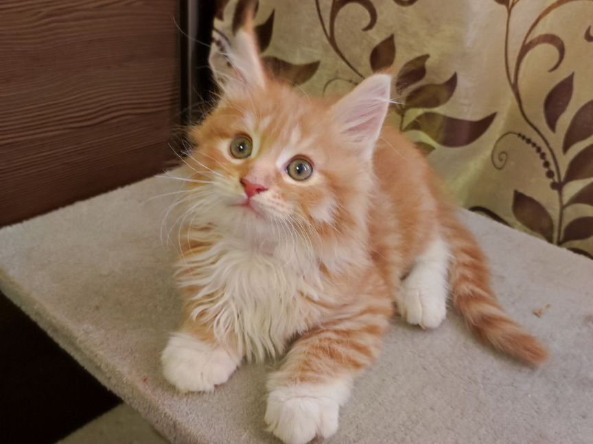 Котята мейн-кун